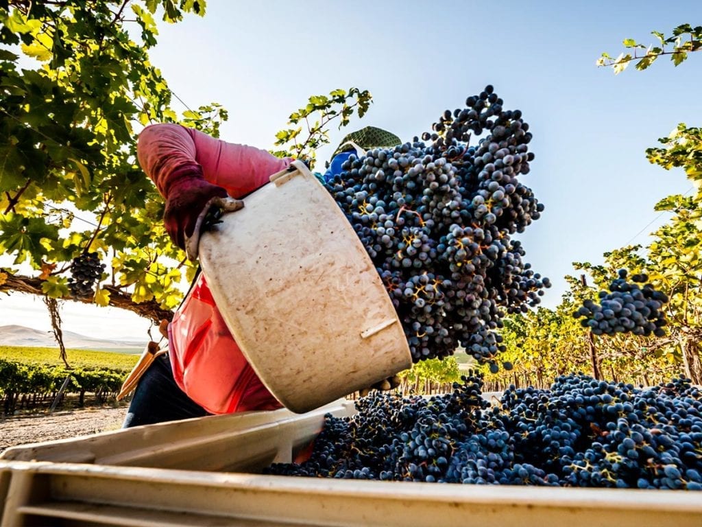 Premium Washington State Wine Grapes for Sale from 6 AVA's