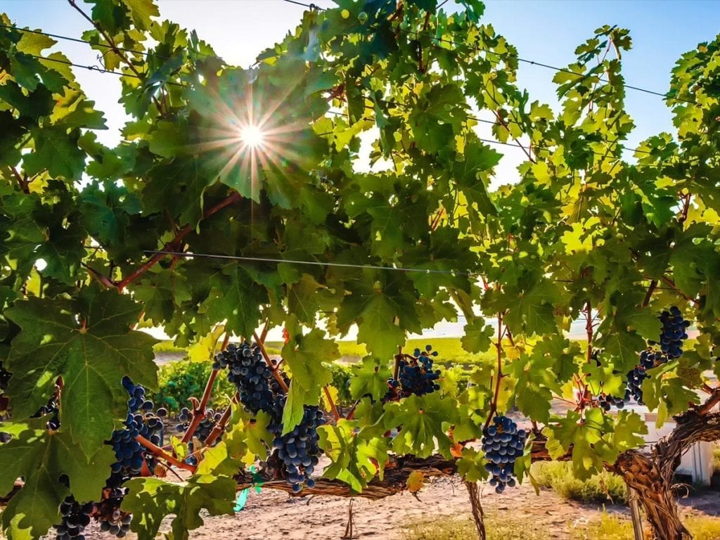 Premium Washington State Wine Grapes for Sale from 6 AVA's